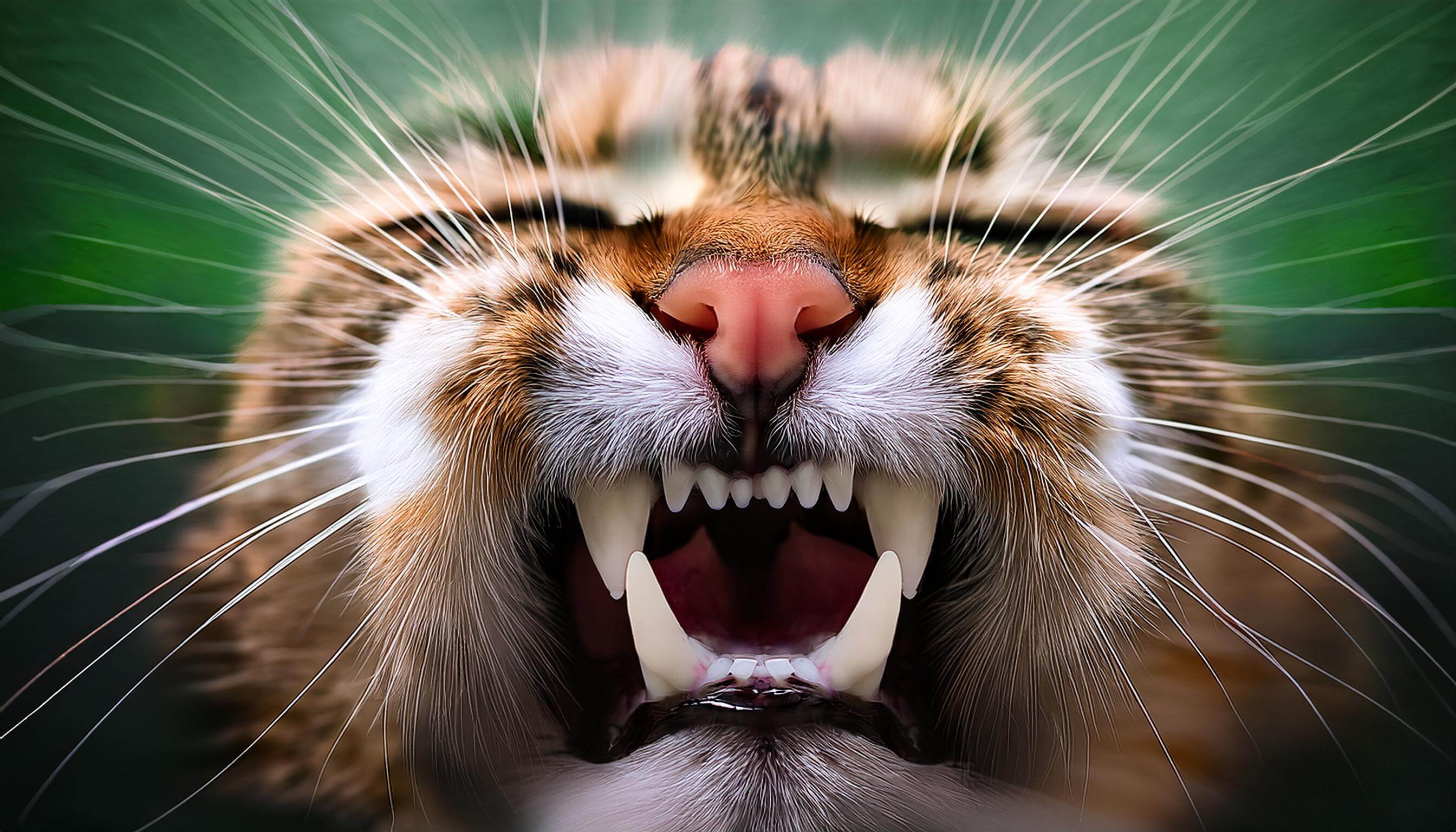 Das faszinierende Gebiss der Katze: Ein Blick hinter die scharfen Zähn ...