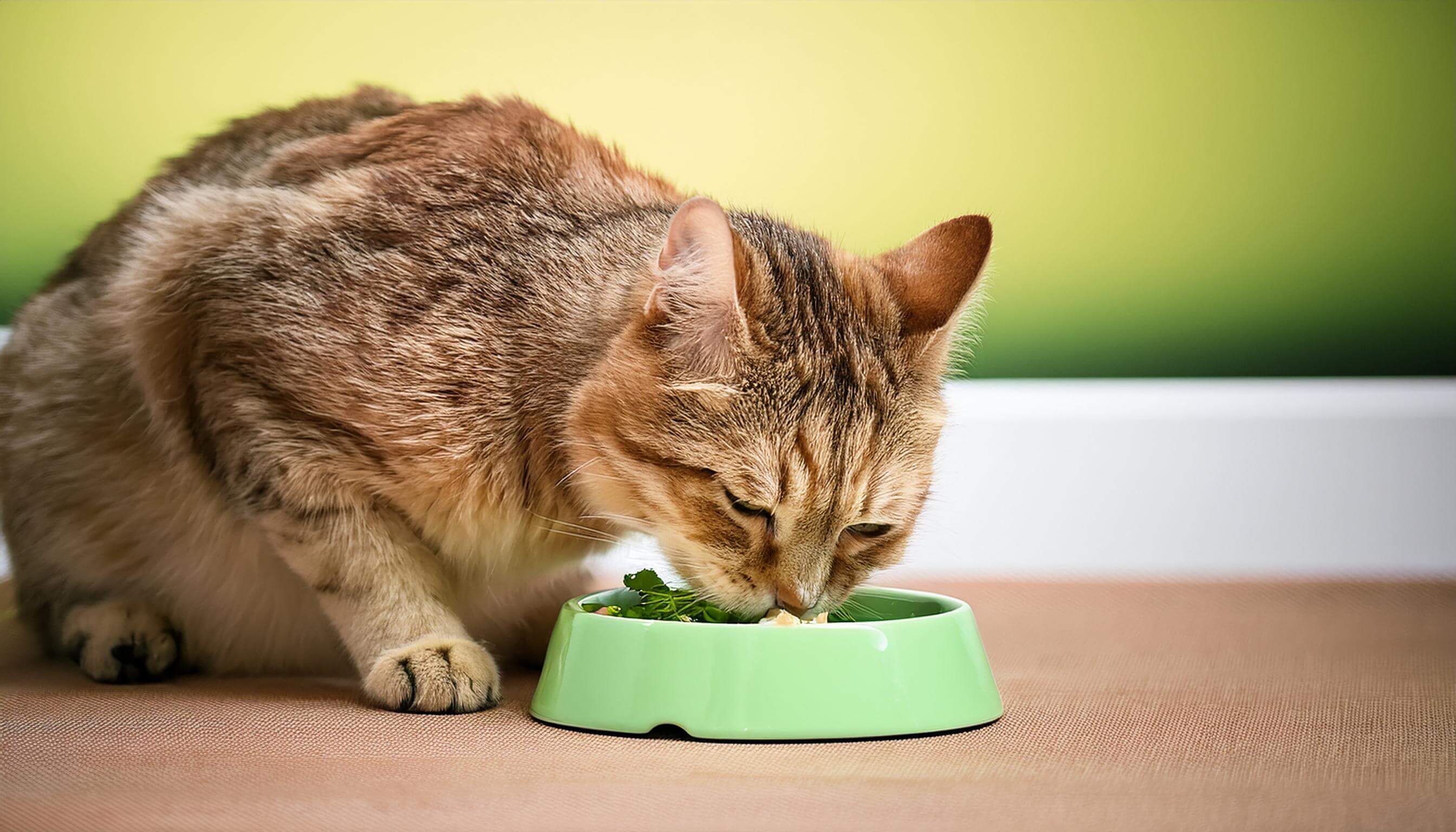 Welches Futter mögen die meisten Katzen? Tipps für wählerische Samtpfo ...